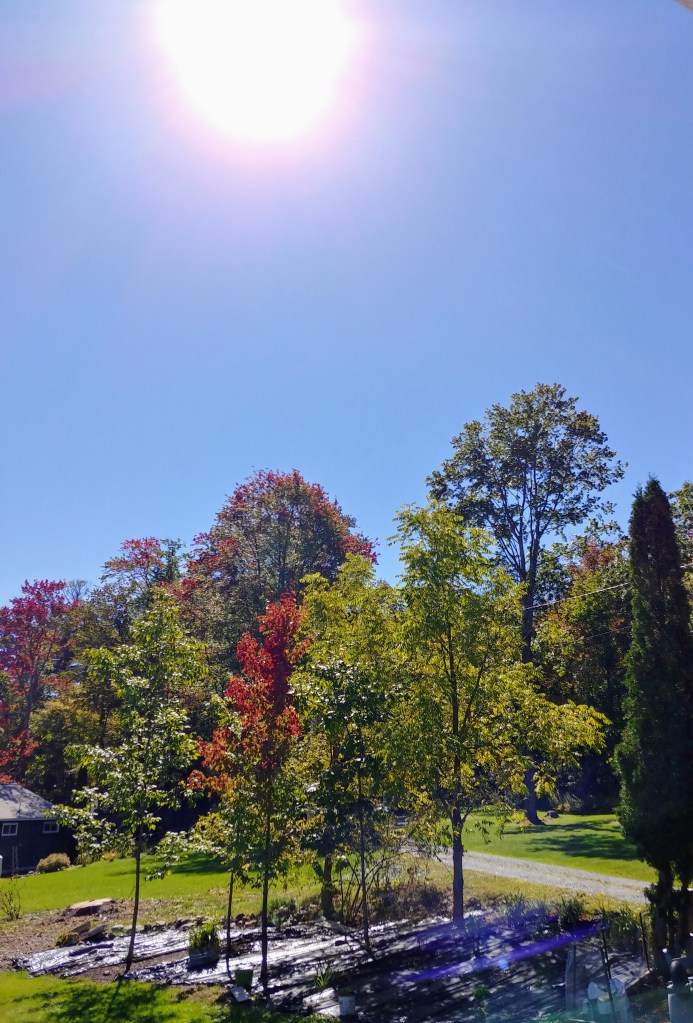 Glass Lake Preservation Corporation – Glass Lake: A Thing of Beauty